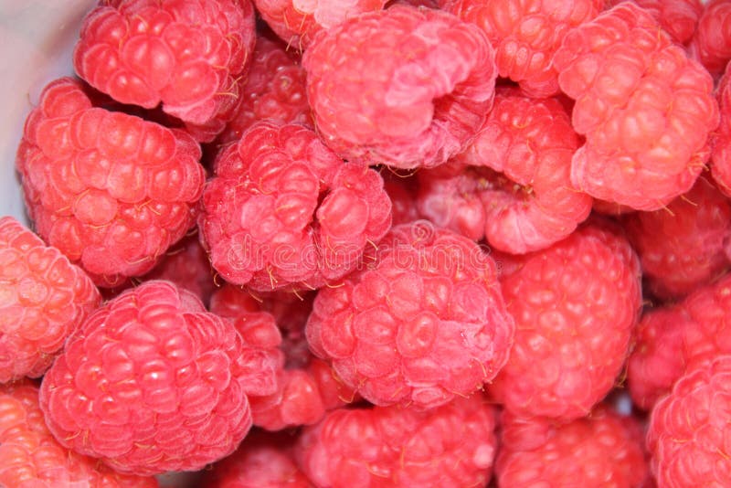 Las Moras Rojas Con Fondo Blanco Imagen de archivo - Imagen de frutas ...