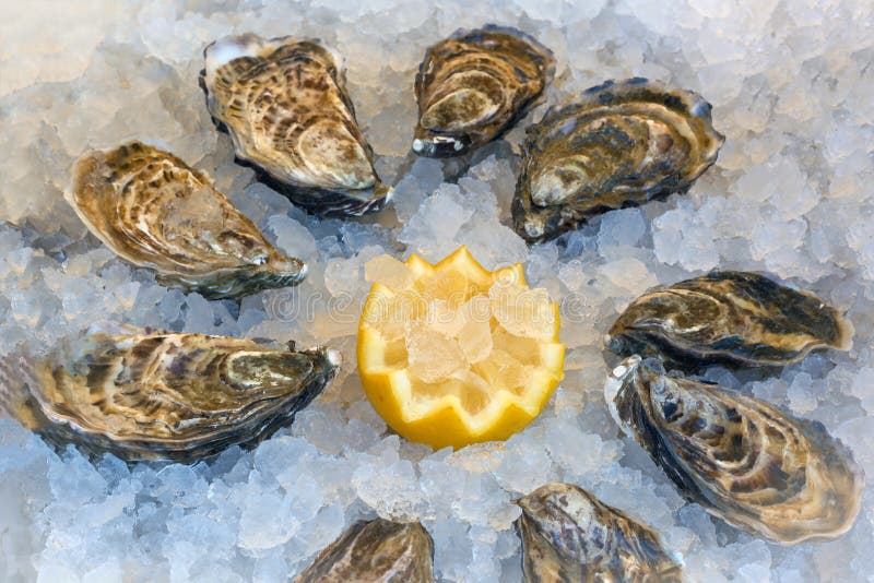 Ostras vivas foto de archivo. Imagen de agua, delicadeza - 60580166