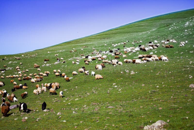 Las Ovejas De La Colina Comen Pasto Foto de archivo - Imagen de sano ...