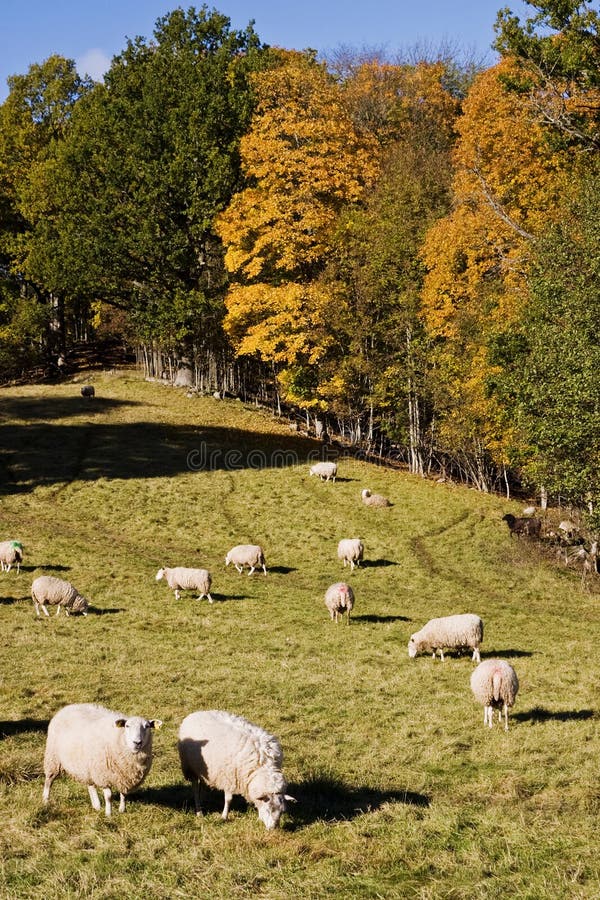 Las ovejas oyeron imagen de archivo. Imagen de pista, colina - 5803343