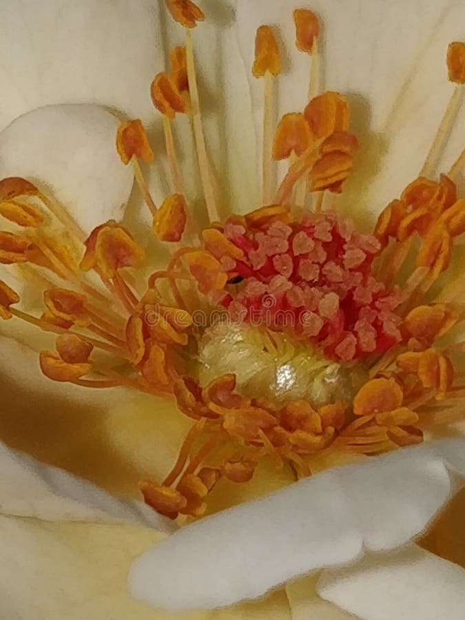 Las Partes Centrales De Una Rosa Imagen de archivo - Imagen de central ...