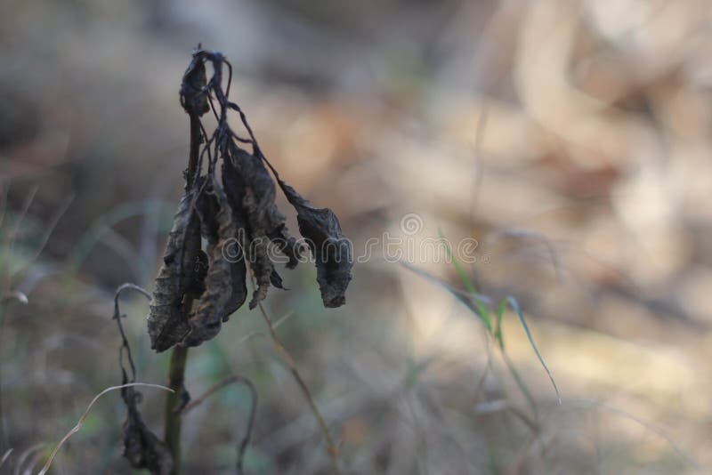 Las Plantas Marchitan El Campo Imagen de archivo - Imagen de cosechas ...