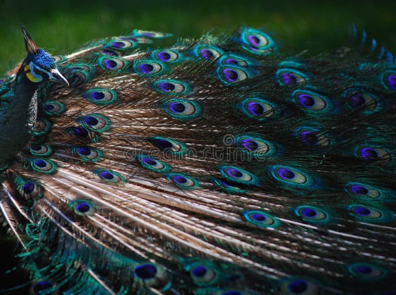 Las plumas del pavo real imagen de archivo. Imagen de colorido - 47043267