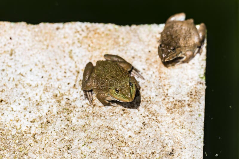 Las Ranas Comen Una Dieta De Insectos Imagen de archivo - Imagen de ...