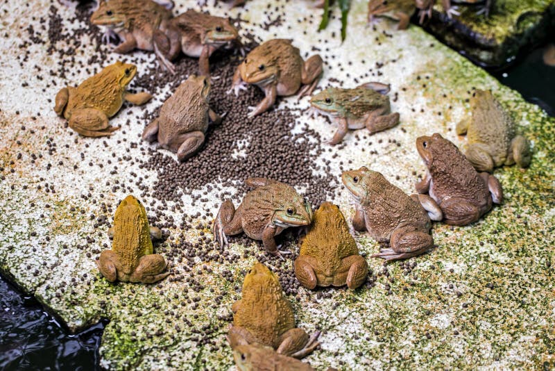 Las Ranas Esperan Para Coger Insectos Para Comer Como Comida Foto de ...