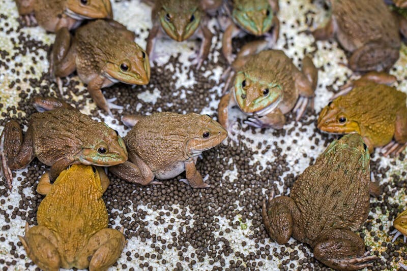 Las Ranas Esperan Para Coger Insectos Foto de archivo - Imagen de ...