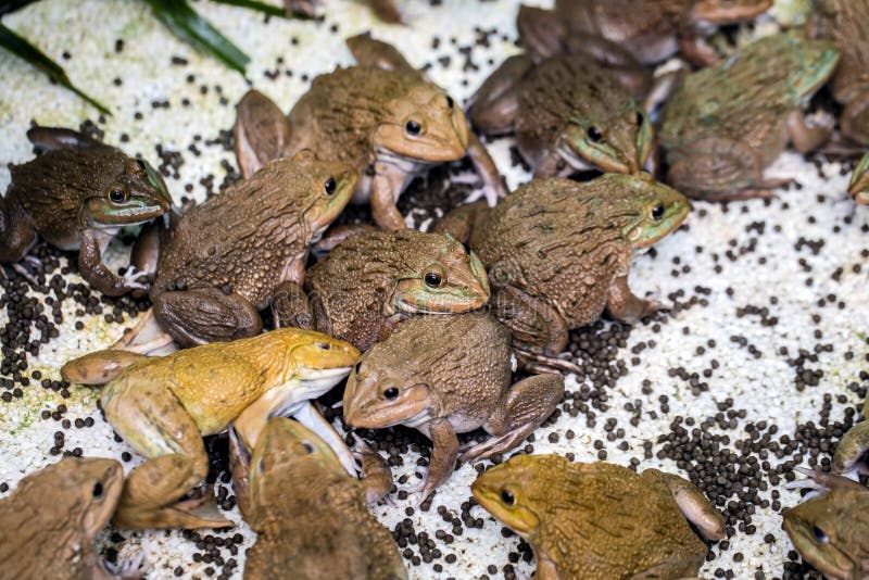 Las Ranas Esperan Para Coger Insectos Imagen de archivo - Imagen de ...