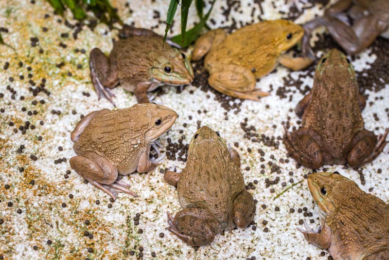 Las Ranas Esperan Para Coger Insectos Imagen de archivo - Imagen de ...