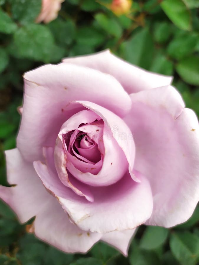 Las Rosas Moradas Son Bonitas Y Hermosas Foto de archivo - Imagen de ...