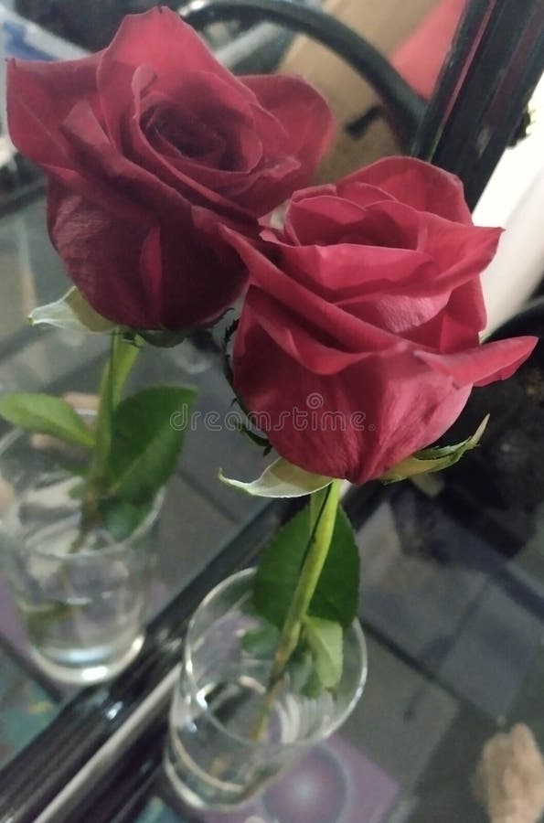 Las Rosas Son Mis Favoritas Imagen de archivo - Imagen de romance, rosa ... Las Rosas Son Mis Favoritas Imagen de archivo - Imagen de romance, rosa ...