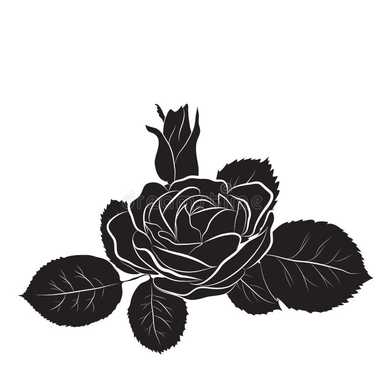 Las rosas vector, aislado ilustración del vector. Ilustración de ...