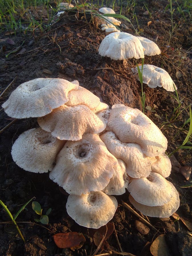 Las Setas Silvestres Prosperan Con Madera Podrida Enterrada En El Suelo ...