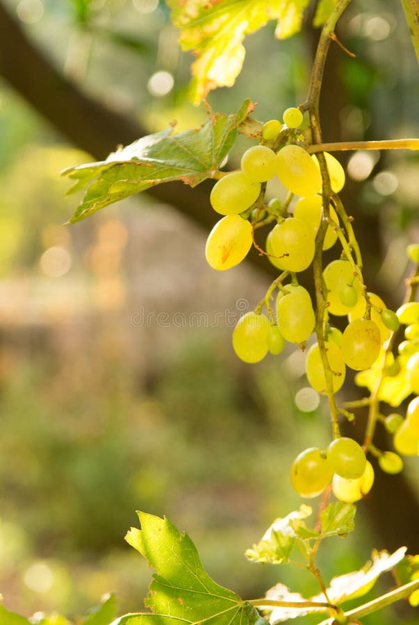 Las Uvas Hojas Y Tempestades De Truenos Foto de archivo - Imagen de ...