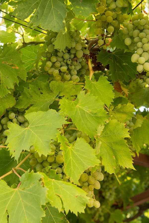 Las Uvas Hojas Y Tempestades De Truenos Foto de archivo - Imagen de ...