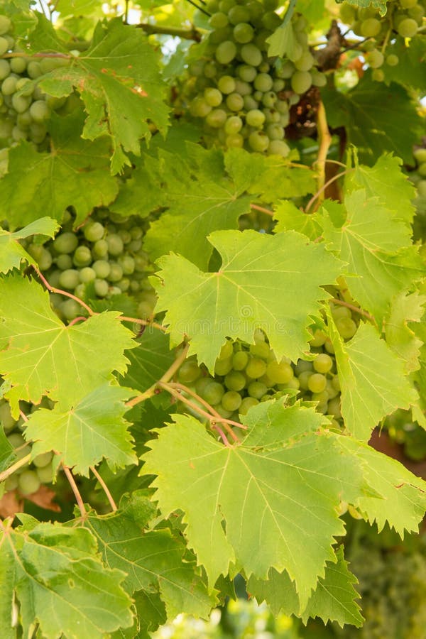 Las Uvas Hojas Y Tempestades De Truenos Imagen de archivo - Imagen de ...