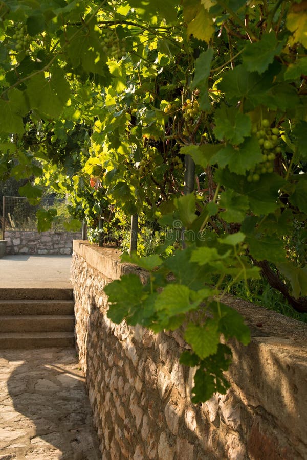 Las Uvas Hojas Y Tempestades De Truenos Foto de archivo - Imagen de ...