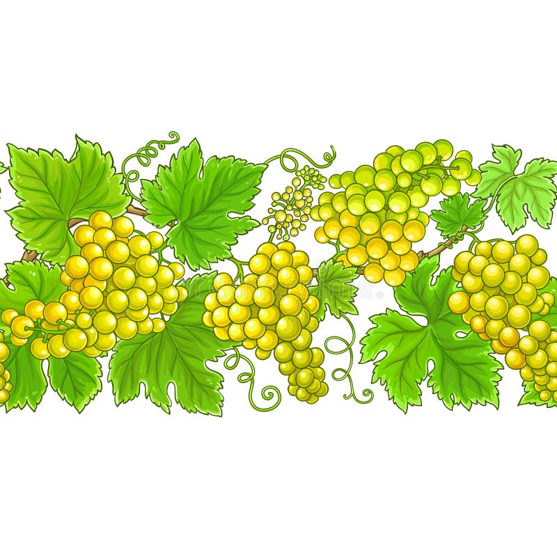 Las Uvas Vector El Modelo Horizontal Ilustración del Vector ...