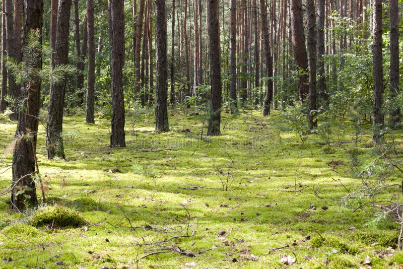 Las z zielonym mech zdjęcie stock. Obraz złożonej z lato - 32622964
