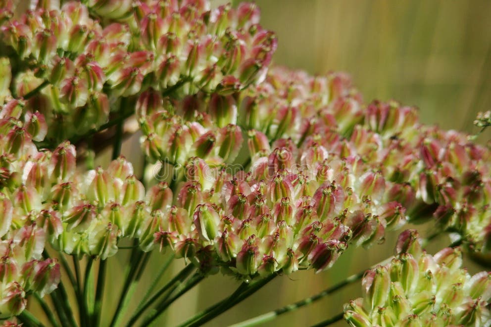 Laserwort stock photo. Image of laserpitium, vegetal - 45748780