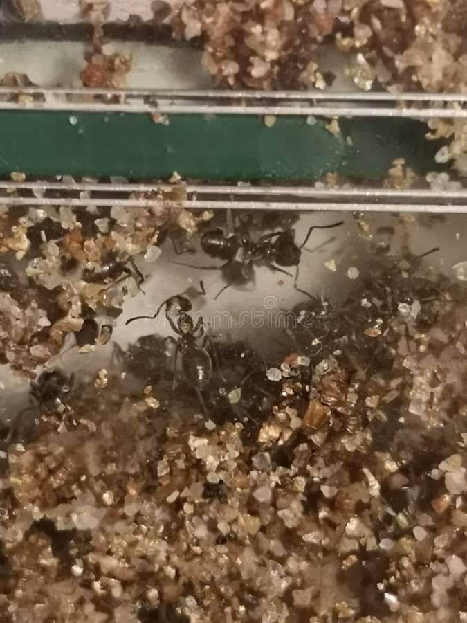 Lasius Niger Ants Tunneling Insects Stock Image - Image of niger ...