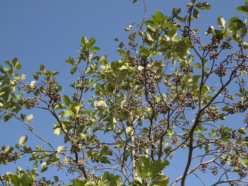 Naruvili Stock Photos - Free & Royalty-Free Stock Photos from Dreamstime