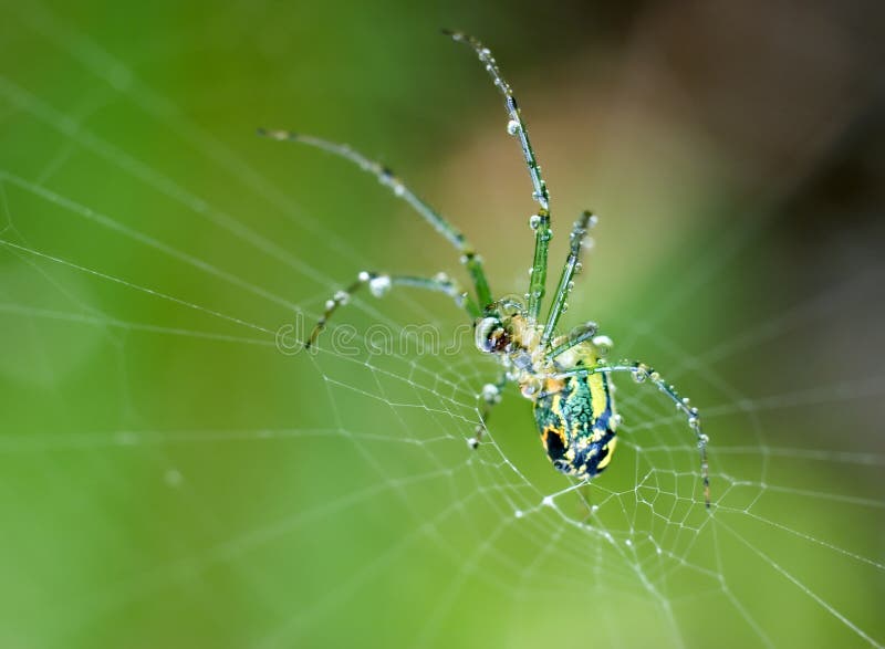 Ecuador spindel fotografering för bildbyråer. Bild av ecuadoriansk - 234337