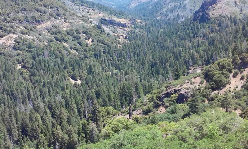 Parts of the forest stock photo. Image of national, forest - 126686646