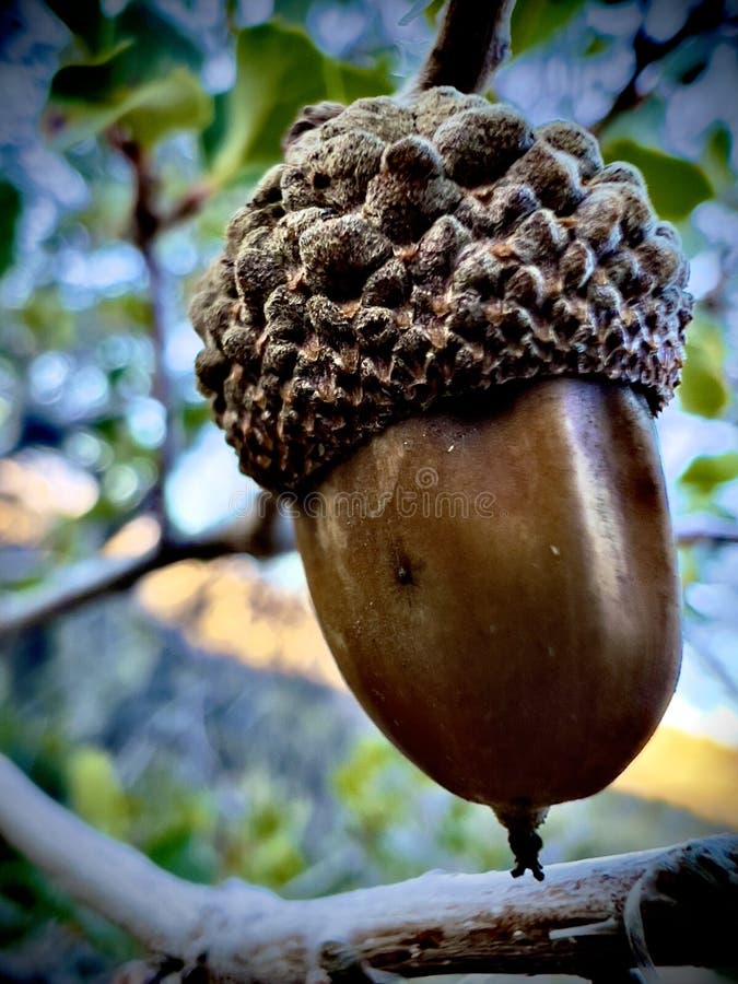 Acorn in late winter stock photo. Image of tree, acorn - 268059526