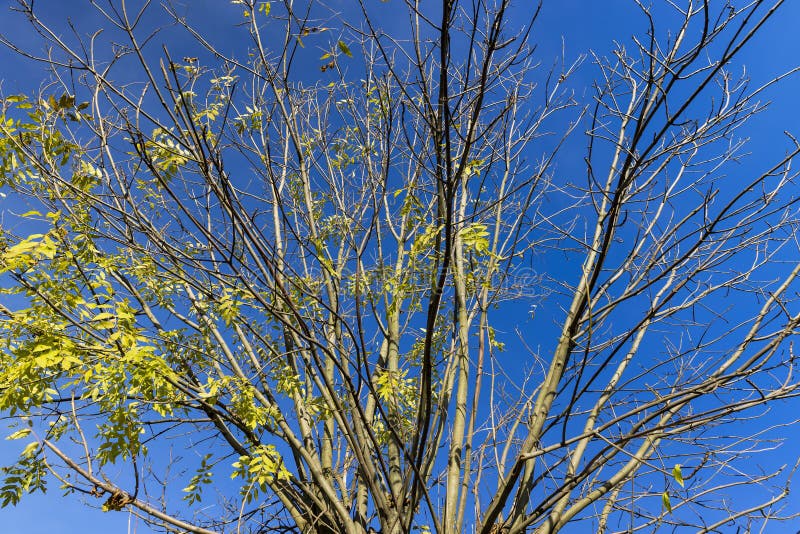 Last Ash Foliage on the Branches of the Tree in Autumn Stock Photo ...