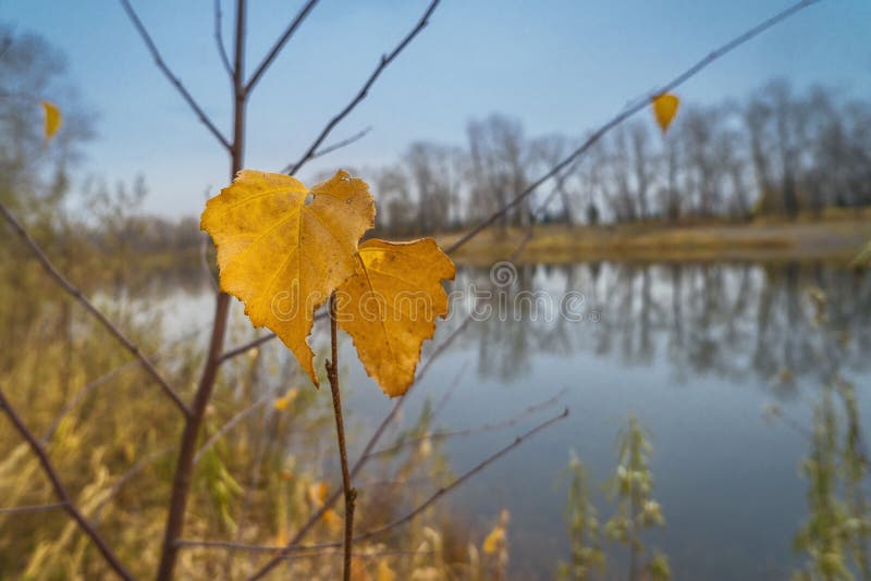 Last autumn leaves stock image. Image of tree, nature - 130742591