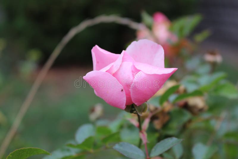 The Last Autumn Rose is Beautiful Stock Image - Image of nature ...