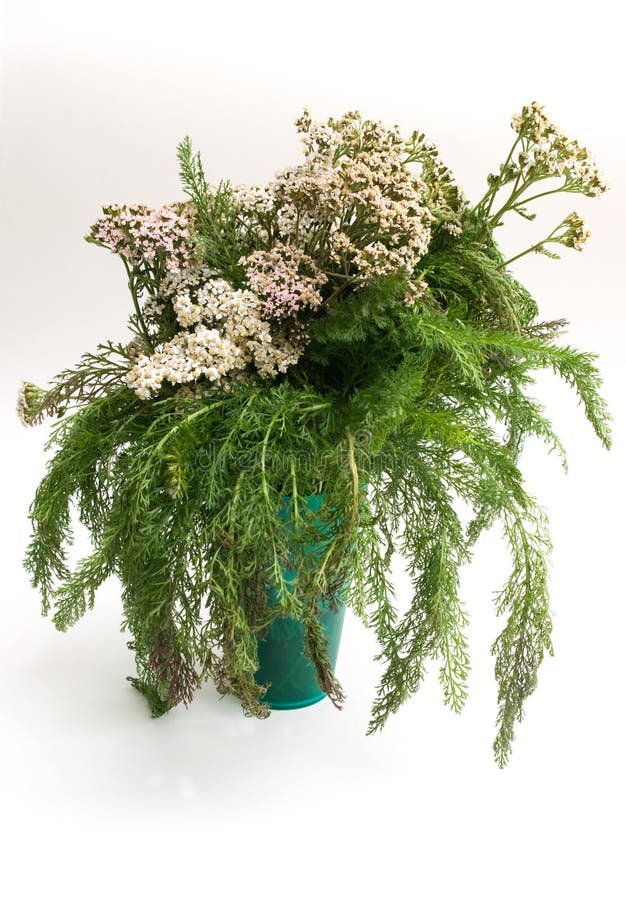 Last autumn yarrow stock image. Image of yarrow, field - 7120991