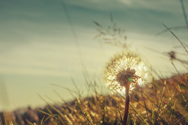 The Last Dandelion among the Fall, Yellow Grass on a Sunny Morning ...