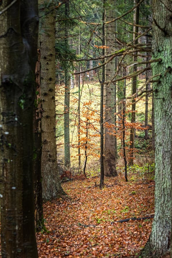 The Last Day of Autumn in the Forest Stock Image - Image of leaf ...