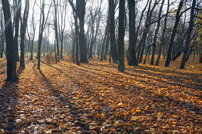 Underfoot stock image. Image of confidence, problem, manager - 3734539
