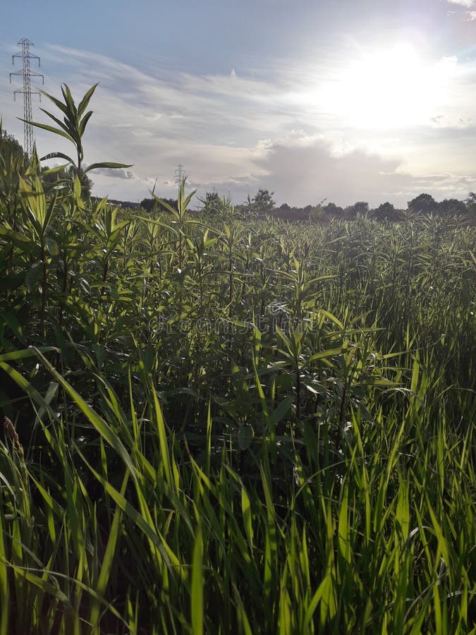 Last Day of Spring stock photo. Image of lawn, field - 186023904