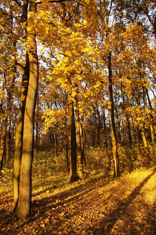 Last days of autumn stock photo. Image of maple, beautiful - 16859750