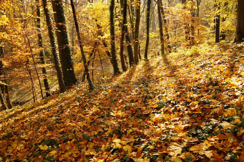 Last days of autumn stock photo. Image of country, october - 16860064