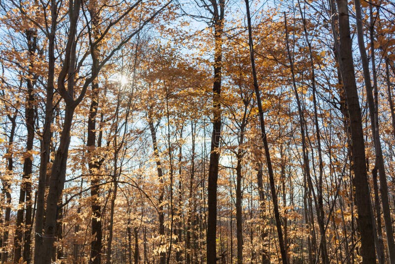 Last Days of Autumn Inside the Forest Stock Photo - Image of sport ...