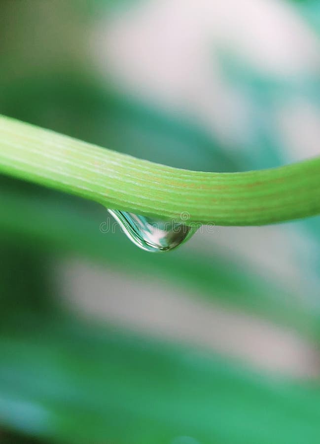 The Last Drop of Rain in the Morning Stock Photo - Image of leaf, drop ...