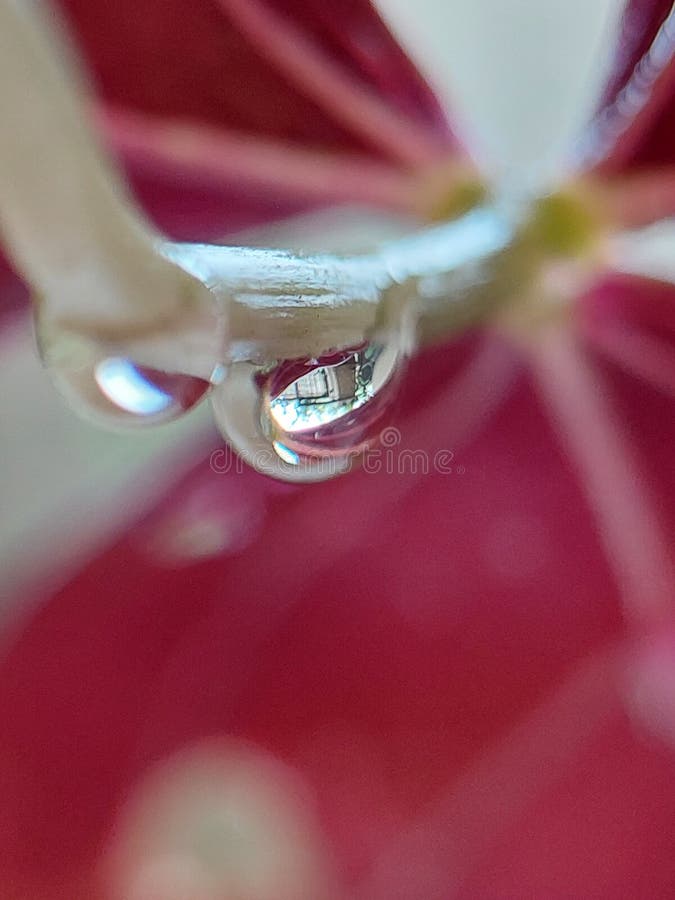 The last drop of water stock image. Image of drop, leaf - 251338791