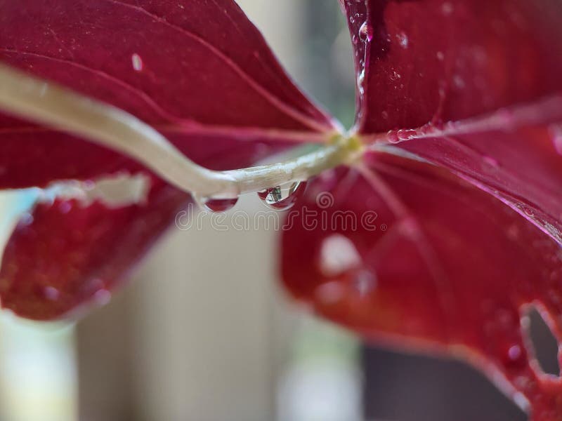 The last drop of water 3 stock image. Image of orange - 251338809