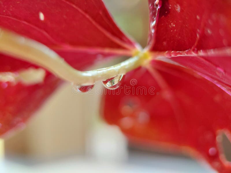 The last drop of water 10 stock photo. Image of waterdrop - 251338882