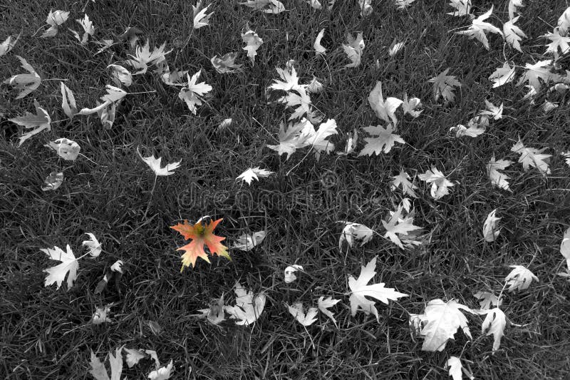 Last fall colors stock image. Image of thanksgiving, multi - 46487425