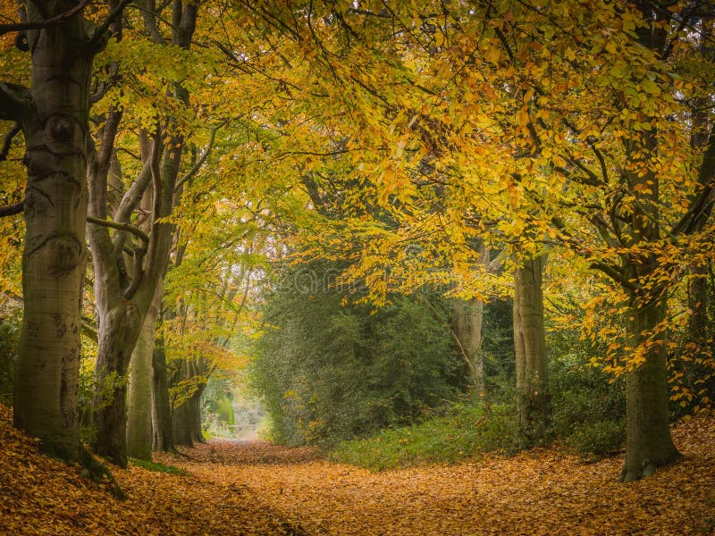 Last of the Fall stock photo. Image of gold, europe - 190364948