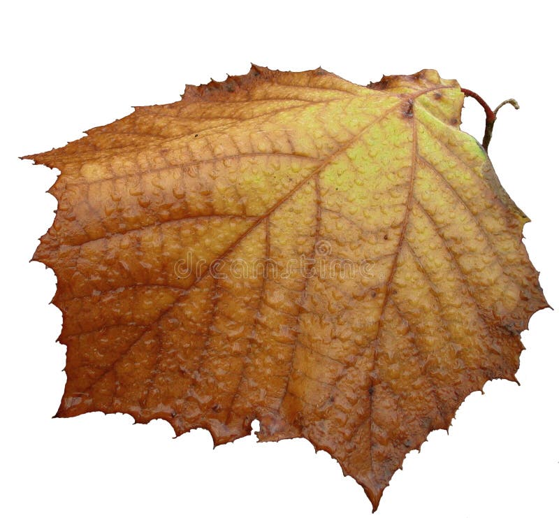 Last fall leaf isolated stock image. Image of tree, rain - 38235