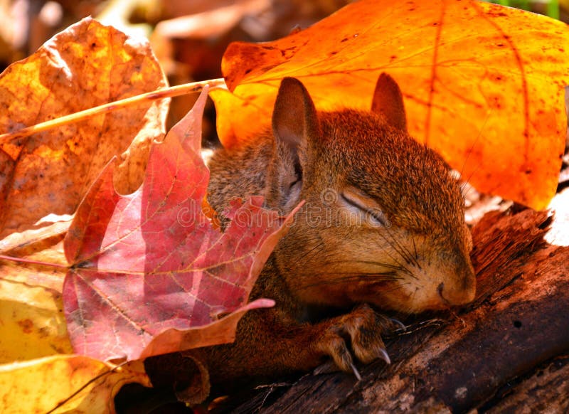 Last Fall stock image. Image of squirrel, wildlife, nature - 34751995
