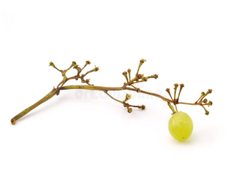 Last grape berry stock photo. Image of small, juicy, freshness - 3272680