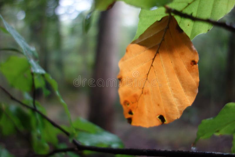 The Last Leaf stock image. Image of autumn, fall, woodland - 159451857