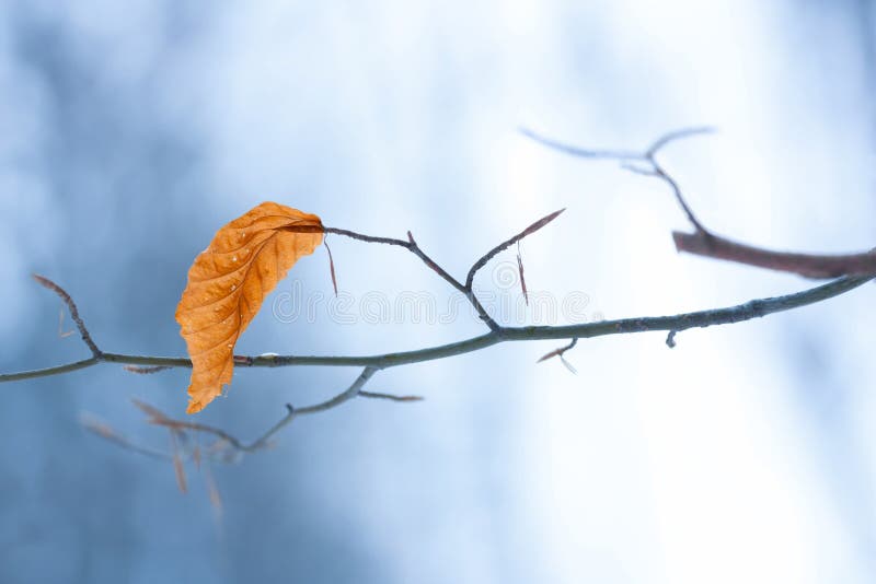 Last leaf stock photo. Image of leave, orange, background - 29505282